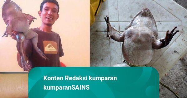 Temuan Katak ‘Raksasa’ Sampai Katak Mini di Indonesia | kumparan.com