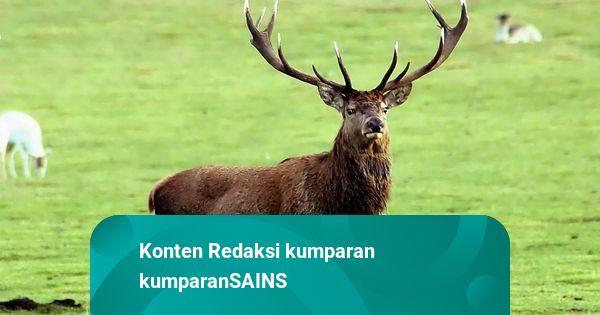Penyakit 'Rusa Zombie' Ancam Amerika Serikat | kumparan.com