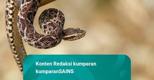 Riset Temukan Zat di Racun Ular Ini Bisa Lawan Virus Corona | kumparan.com