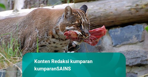 Mengenal Kucing Emas Asia: Hewan Langka Hampir Punah Keluarga Harimau ...