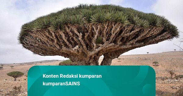 Tumbuhan 'Alien' Ditemukan Kembali setelah Hilang 150 Tahun Silam ...