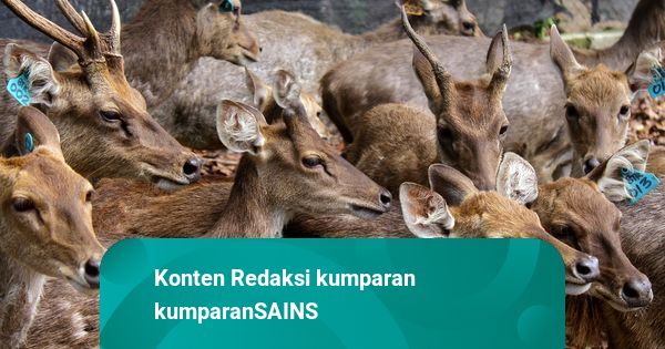 Efek Minuman Alkohol pada Hewan: Merusak Saluran Pencernaan | kumparan.com