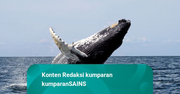Ilmuwan Temukan Fosil Paus Purba Terbesar di Dunia | kumparan.com