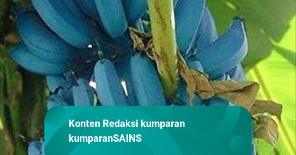 Pisang Ini Berwarna Biru Tosca, Seperti Apa Rasanya? | kumparan.com