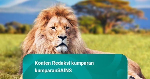 Bukan Singa, Ini Predator di Afrika yang Bisa Bikin Semua Hewan Takut ...
