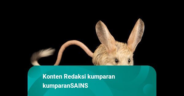 Ini Penampakan Hewan dengan Telinga Terbesar di Dunia | kumparan.com