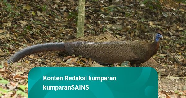 Ini Kuau Raja, Burung Raksasa Sumatera dengan '100 Mata' Tersembunyi ...