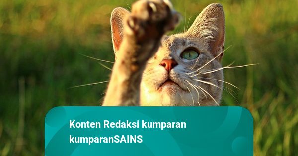 Mengenal FIP, Penyakit Kucing yang Langka dan Mematikan | kumparan.com