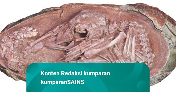 Super Langka! Embrio Dinosaurus Utuh di Dalam Telur Ditemukan ...