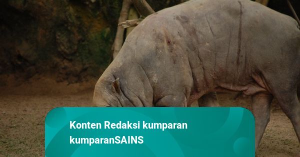 Mengenal Babi Rusa, Hewan Langka yang Hanya Ada di Sulawesi | kumparan.com