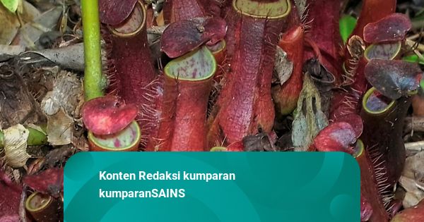 Ternyata, Tanaman Ganas Kantong Semar Juga Pemakan Daging Salamander ...