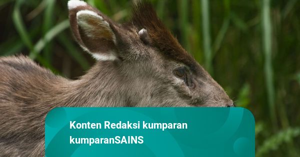 Ini Rusa Vampir, Herbivora dengan Taring Runcing Bak Terinfeksi Virus ...