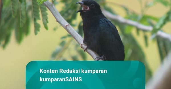 Mengenal Sirit Uncuing, Burung Mungil yang Kerap Disebut Bawa Berita ...