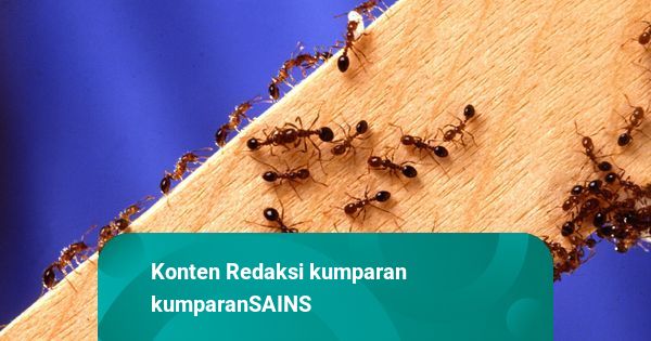 Jamur Parasit Bisa Ubah Semut Jadi Zombie | kumparan.com