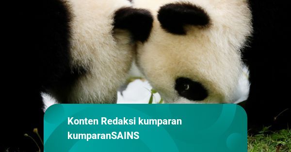 Seram, Video Langka Ini Ungkap Ritual Panda Raksasa Kawin di Alam Liar ...