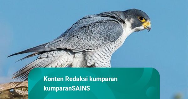 Mengenal Peregrine Falcon, Burung Elang yang Terbang Ngebut Sekencang ...