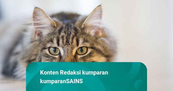 Begini Cara Diet yang Tepat untuk Kucing Obesitas | kumparan.com