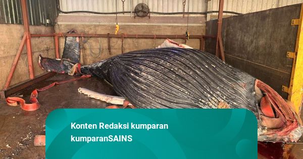 Paus Bungkuk Ditemukan Mati di Inggris, Diduga Ditabrak Kapal ...