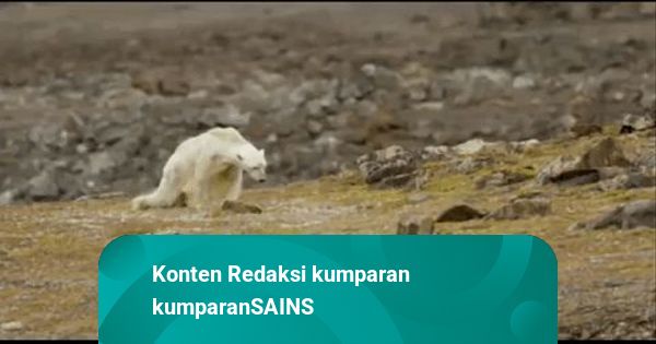 Kisah Haru di Balik Video Viral Beruang Kutub Kurus dan Sekarat ...