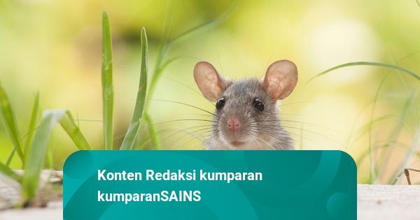 Testis Tikus Bisa Hasilkan Sperma Setelah Beku 23 Tahun, Bagaimana ...