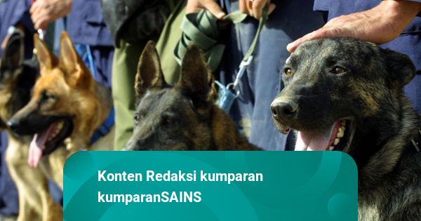 Ini Alasan Kenapa Air Liur Anjing ‘Haram’ menurut Sains | kumparan.com
