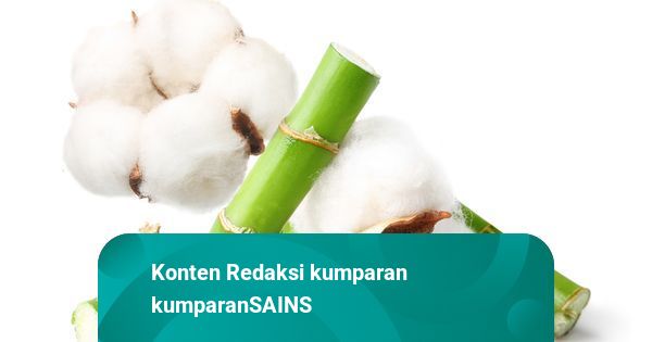 Tren Bahan Bamboo Cotton pada Pakaian, Apa Saja Kelebihannya ...