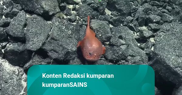 Ikan Super Lucu dengan Wajah Cemberut Terekam Kamera, Ini Wujudnya ...