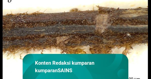 Peneliti BRIN Temukan Tumbuhan Paku Spesies Baru di Hutan Papua Nugini ...