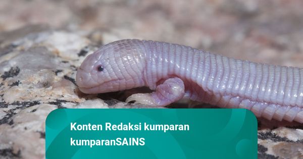 Bertemu Bipes Biporus, Kadal Aneh yang Mirip Cacing dan Berkaki Dua ...