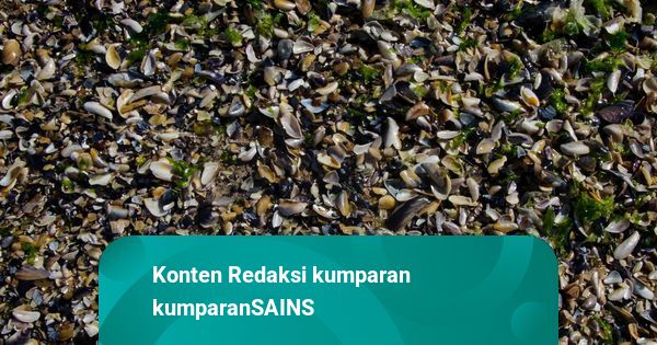 Ada Gelombang Panas, Puluhan Ribu Binatang Laut Mati Terpanggang ...