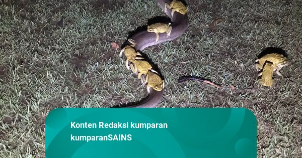Unik, Katak Tebu Beracun Coba Kawin dengan Ular Piton di Australia ...