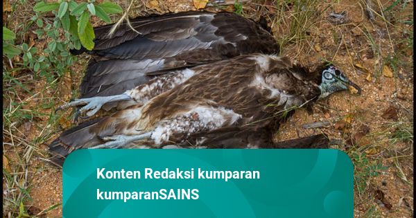 1.000 Burung Bangkai Mati Misterius, Ada Apa? | kumparan.com