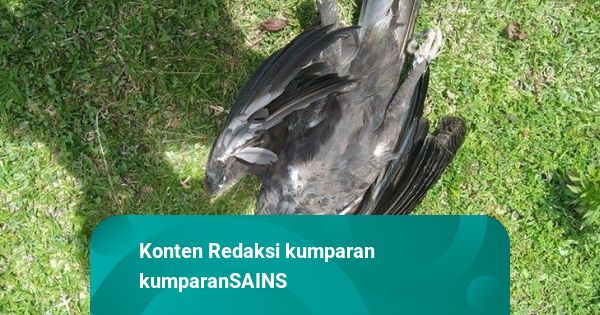 elang brontok fase gelap