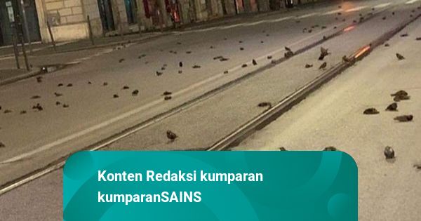 Ratusan Burung Ini Mati Mendadak saat Tahun Baru, Ada Apa? | kumparan.com
