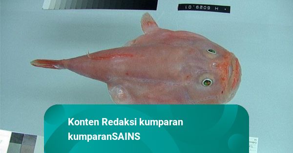 Coffinfish, Ikan Aneh yang Bisa Tahan Napas Selama 4 Menit | kumparan.com