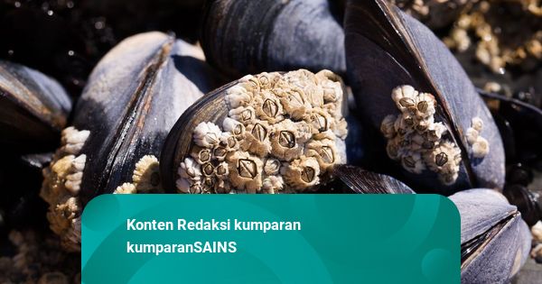 Perubahan Iklim Bikin Spesies Invasif Bisa Hidup di Laut Arktik ...