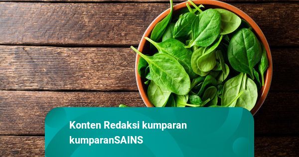 9 Orang 'Nge-fly' Gara-gara Makan Bayam Beracun di Australia | kumparan.com