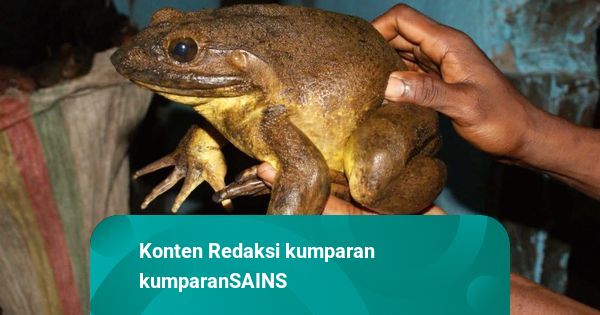 Fakta Unik Katak Terbesar di Bumi, Bisa Angkat Batu Besar untuk ...