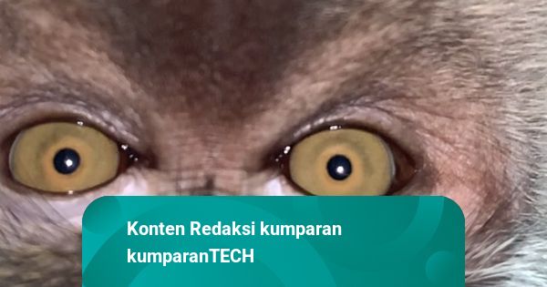Viral Seekor Monyet Curi iPhone Terus Selfie, Ini Hasilnya | kumparan.com