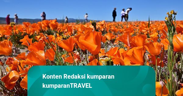 Foto: Menikmati Bunga California Poppy Tanaman asli Amerika Serikat dan ...