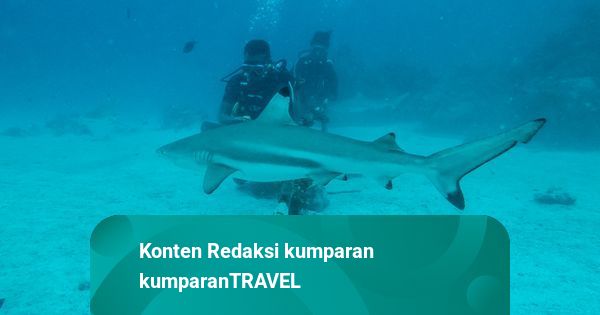 Foto: Menyelam dan Melihat Hiu dari Dekat di Perairan Pulau Mitita ...