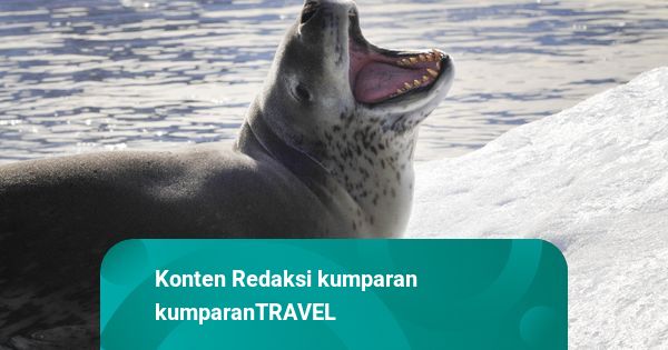 Gara-gara Sentuh Anjing Laut, Turis Ini Terancam Bui dan Denda Rp 724 ...