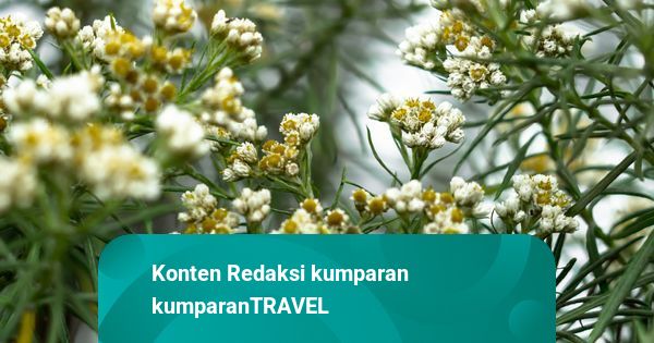 7 Fakta Menarik Edelweis, Bunga Abadi yang Tak Boleh Dipetik ...