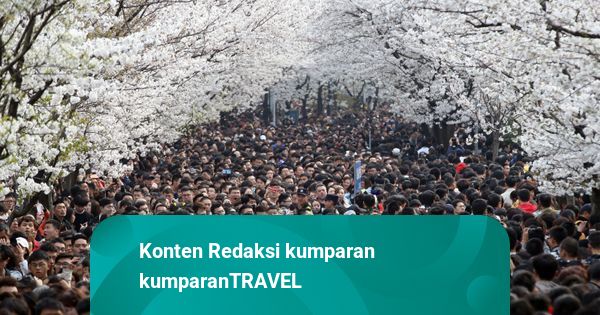 Foto: Bunga Sakura Hiasi Awal Musim Semi di China | kumparan.com