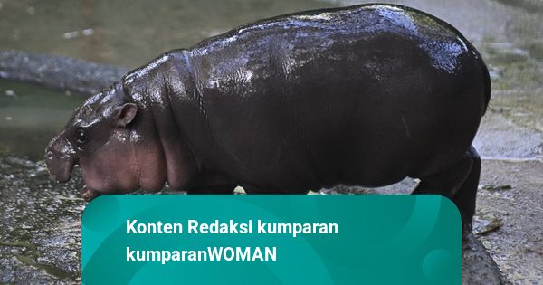 Moo Deng Makeup Jadi Trend, Terinspirasi Dari Bayi Kuda Nil | kumparan.com