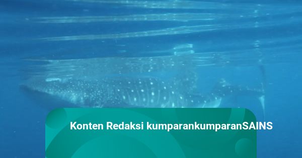 Giant Whale Shark with Bent Spine Discovered by Scientists - News ...