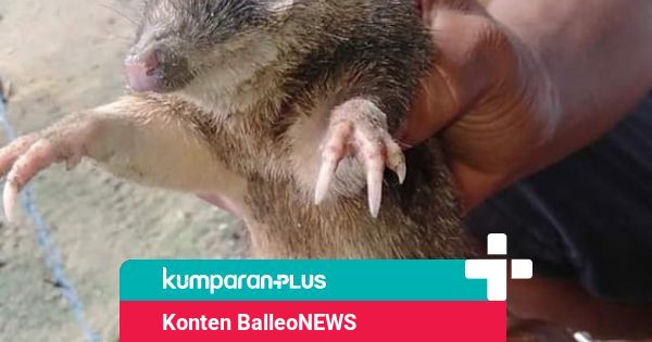 Melihat Cara Memasak Daging Tikus Papua | kumparan.com