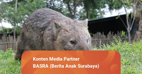 Satu-satunya di Indonesia, Taman Safari Ini Punya Hewan Wombat, Apa Itu ...