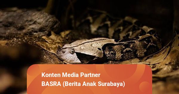 Jika Digigit Ular, Ini yang Perlu Dilakukan | kumparan.com