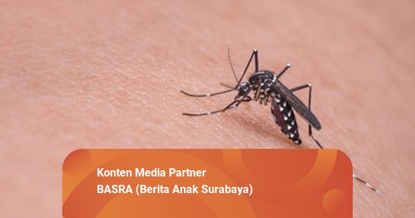Pencegahan Demam Berdarah dengan 3M Plus | kumparan.com